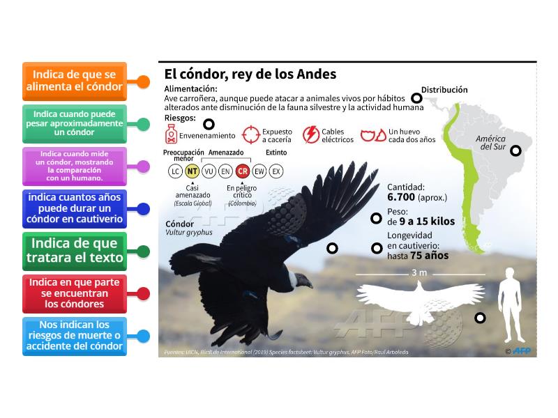 Infografía condor - Labelled diagram