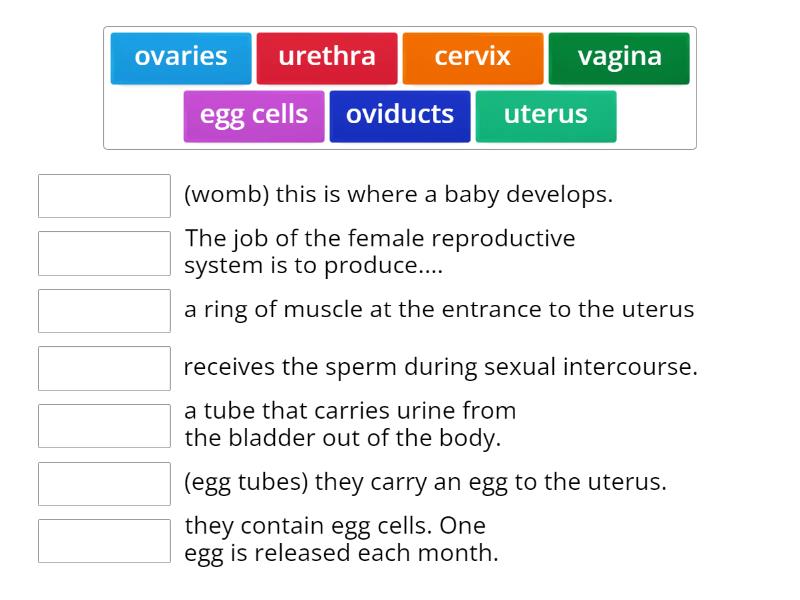 FEMALE REPRODUCTIVE SYSTEM (Biology 7) - Match up