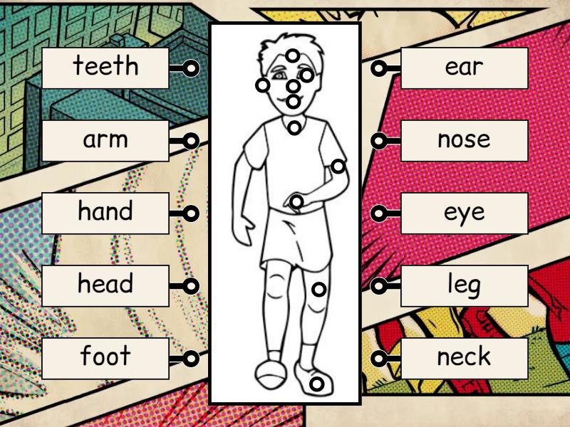 Parts of the body - Labelled diagram