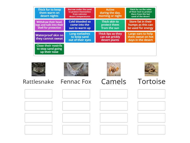 Desert Animals - Group sort