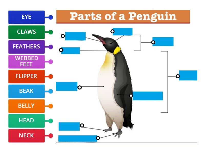 PENGUINS - Labelled diagram