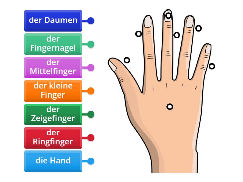die Hand Vokabel - Labelled diagram