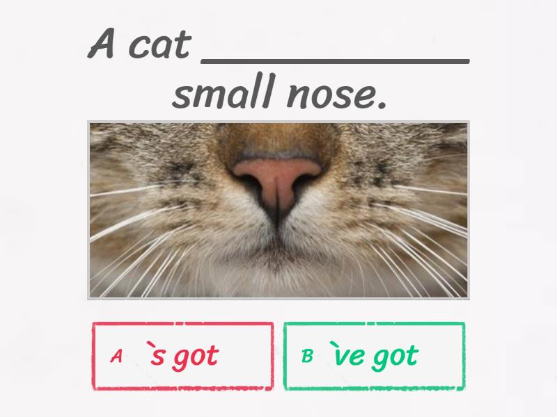 Have got/has got Short form - Quiz