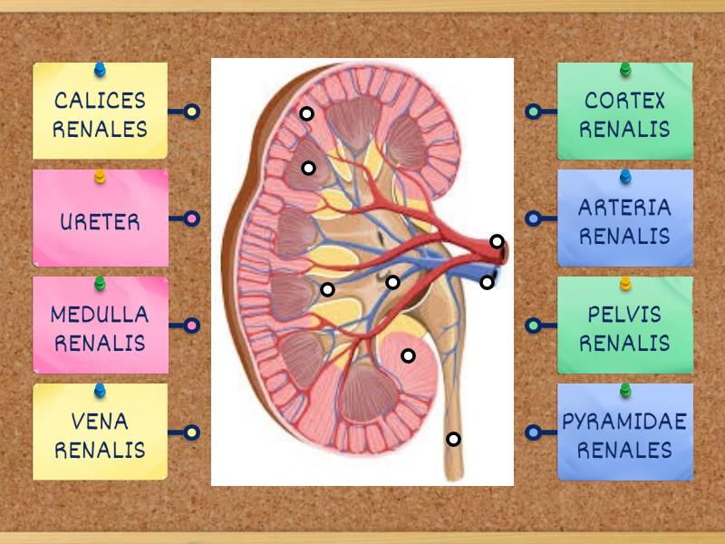 STAVBA LEDVINY - Labelled diagram