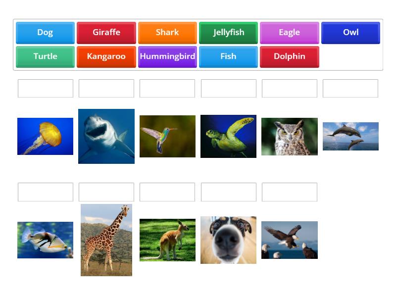 MATCH THE ANIMALS - Match up