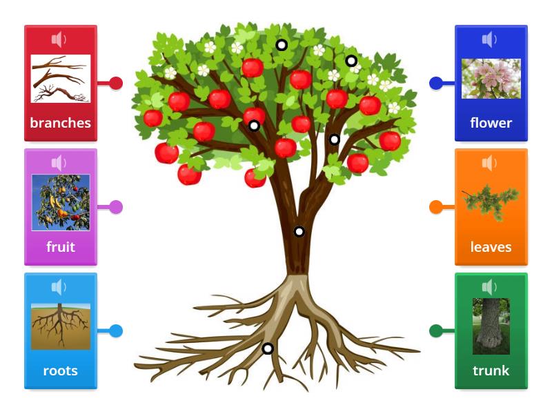 Parts of a tree - Labelled diagram