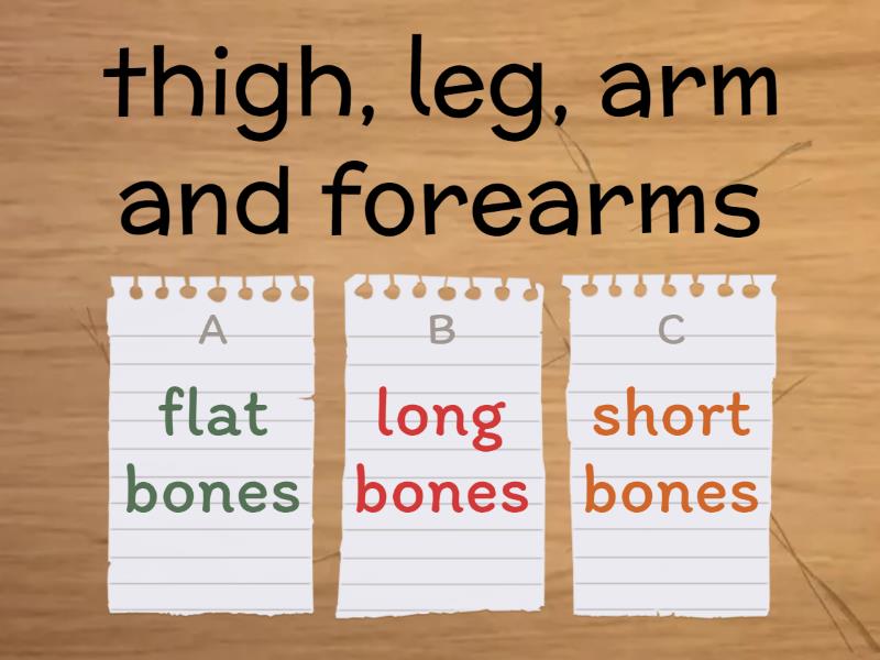 Science 4: Muscular & Skeletal System - Quiz