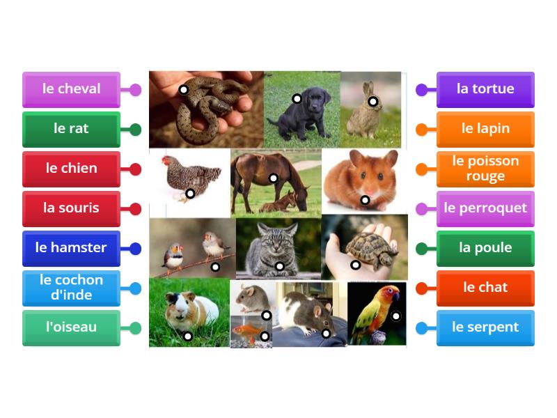 French Pets/Animal - Labelled diagram