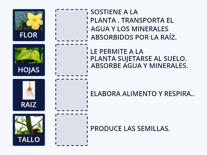 PARTES DE LA PLANTA Y SUS FUNCIONES - Match up