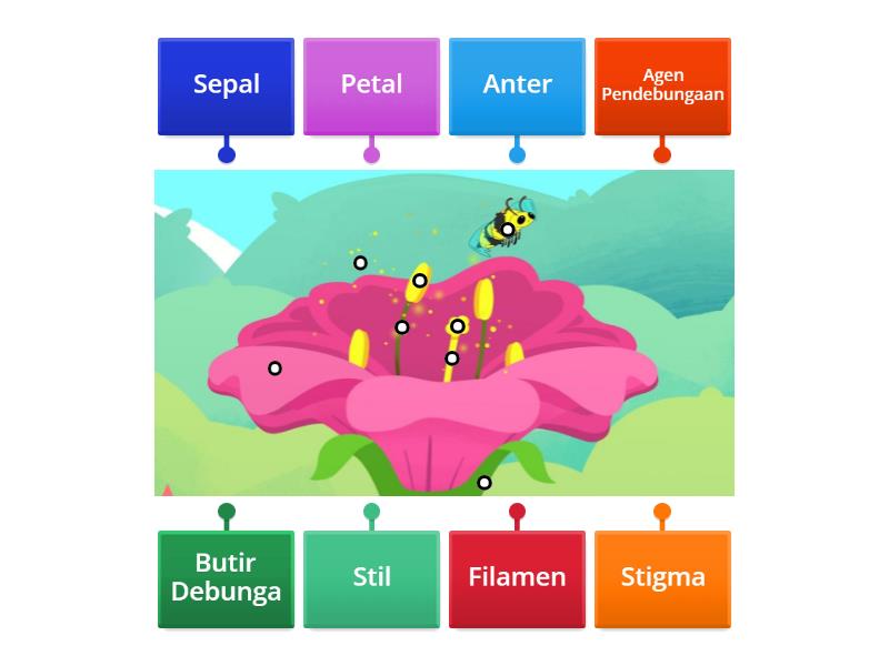 BIOLOGI T5 6.1 STRUKTUR BUNGA - Labelled diagram