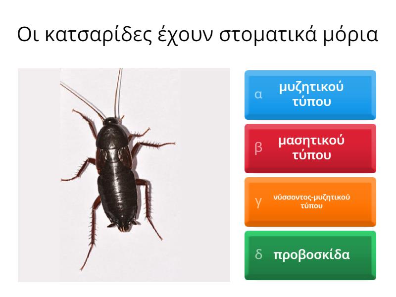 έντομα υγειονομικής σημασίας - Quiz