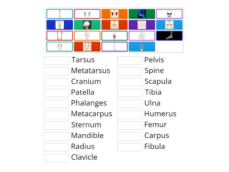 Skeletal System - Match up