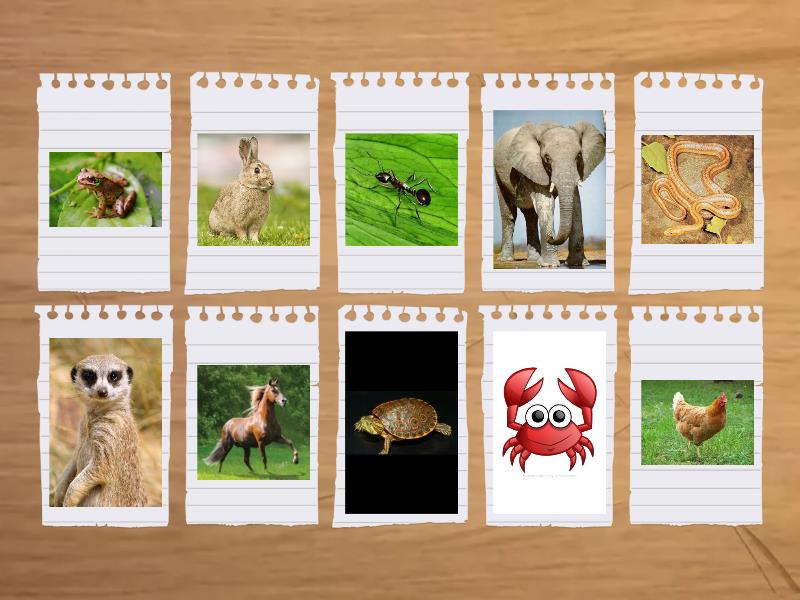 Animales - Flip tiles