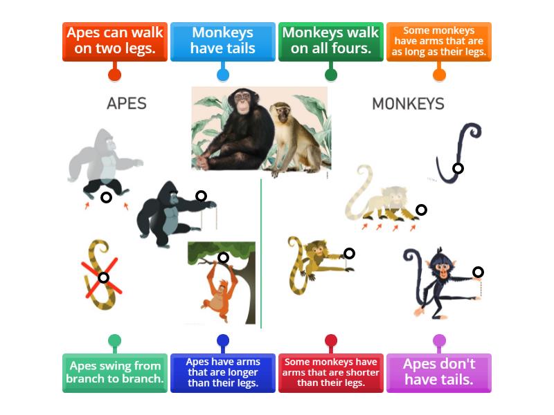 Monkeys vs Apes - Labelled diagram