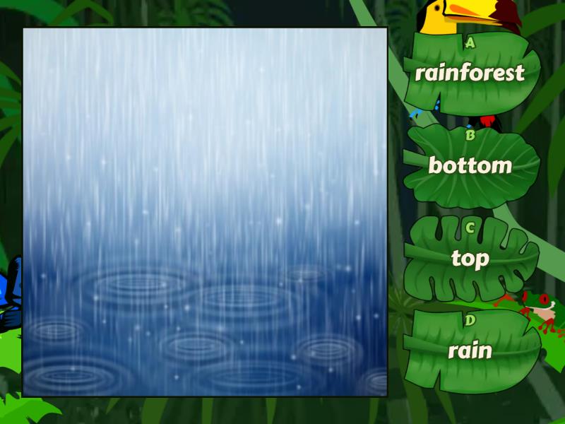 Rainforest vocabulary focus - Quiz