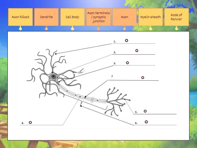 Basic Neuron - Labelled diagram