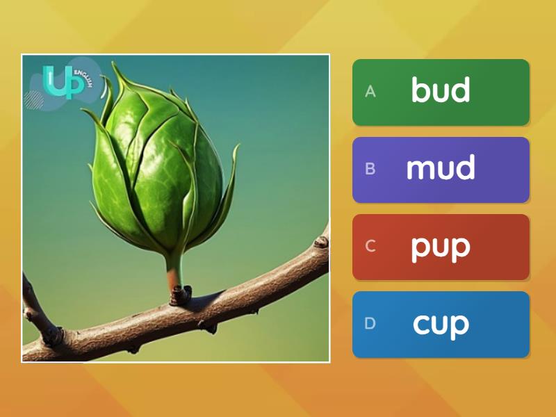 03 Oxford Phonics World 2 Unit 7 ud, up UpEnglish bud, mud, pup, cup - Quiz