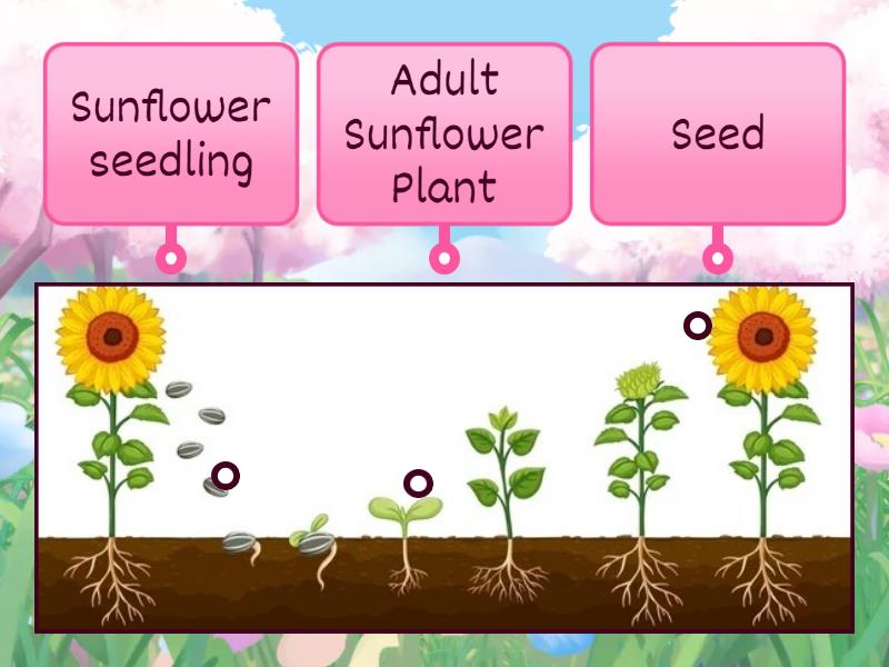 P.4 Plant (Life Cycle of Sunflower Plant) - Labelled diagram