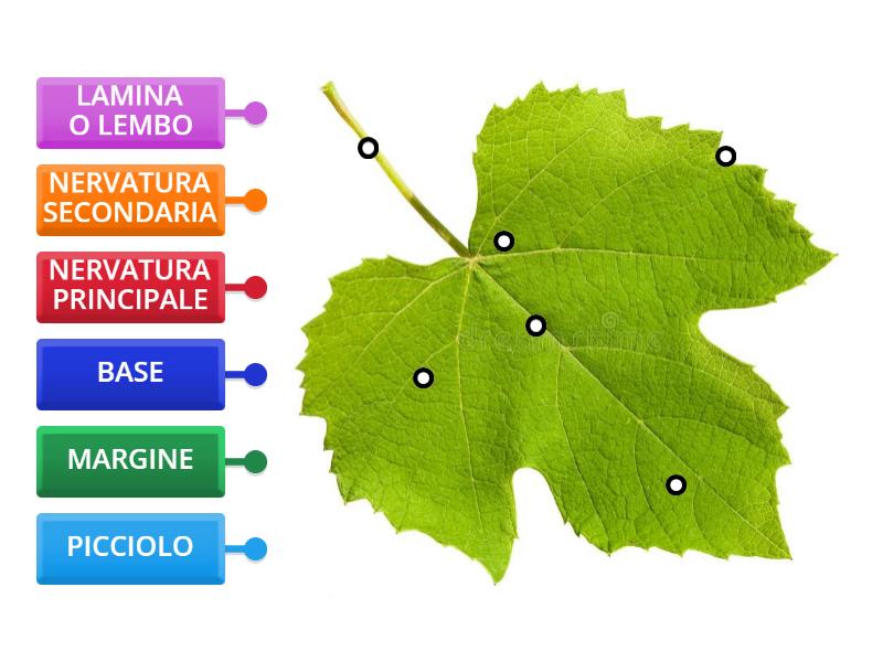 foglia - Labelled diagram