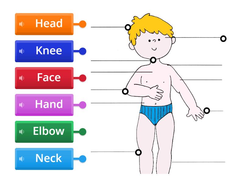 My body - Labelled diagram