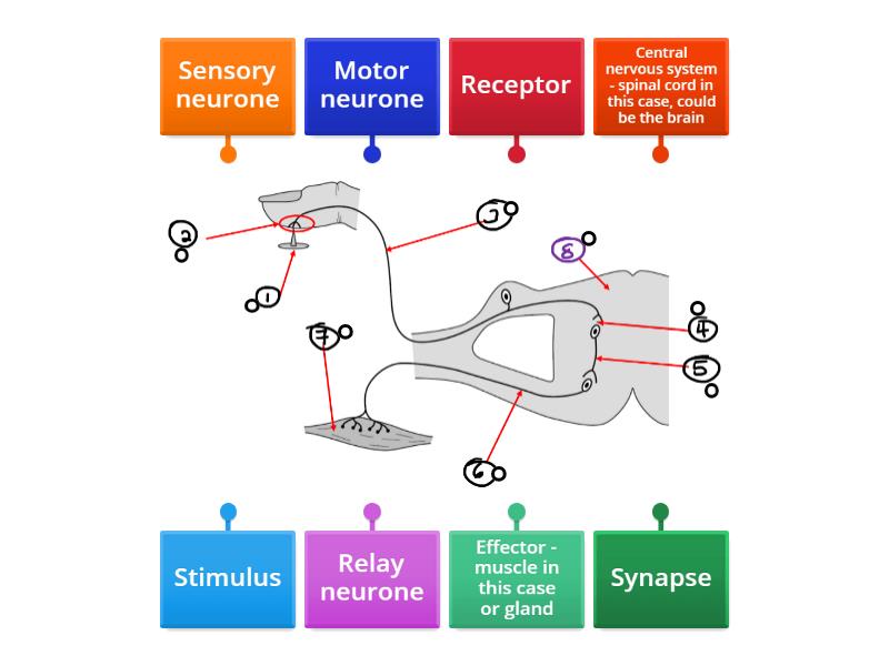 Reflex arc - Labelled diagram