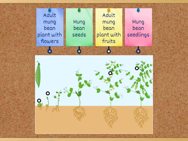 Mung Bean Plant Life Cycle - Diagrama con etiquetas