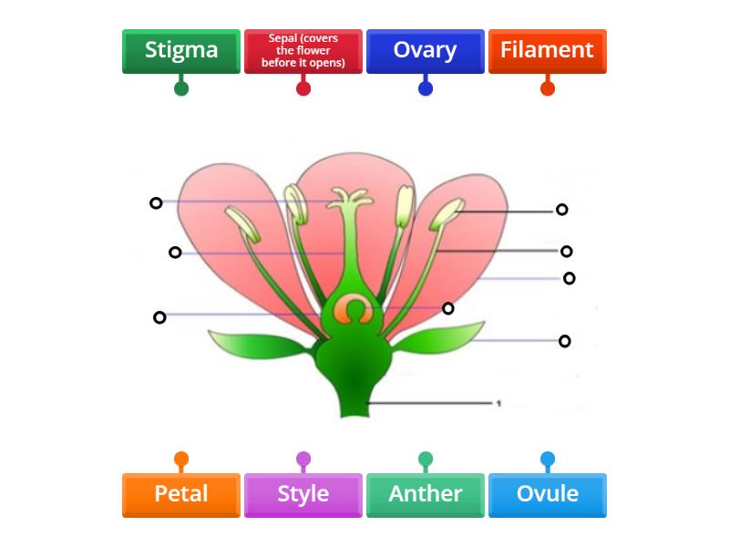 Label the parts of the flower - Labelled diagram