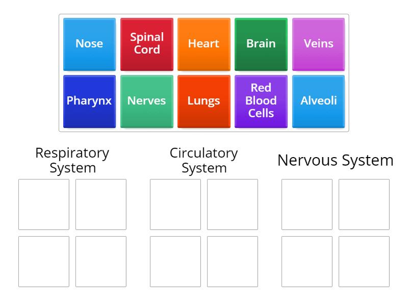 Match Organs to System - Group sort