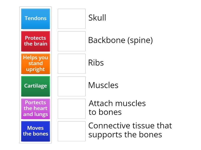 Skeletal System - Match up