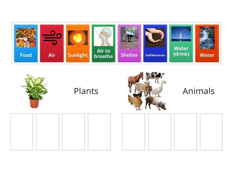 BES-Plant and Animal Needs - Group sort