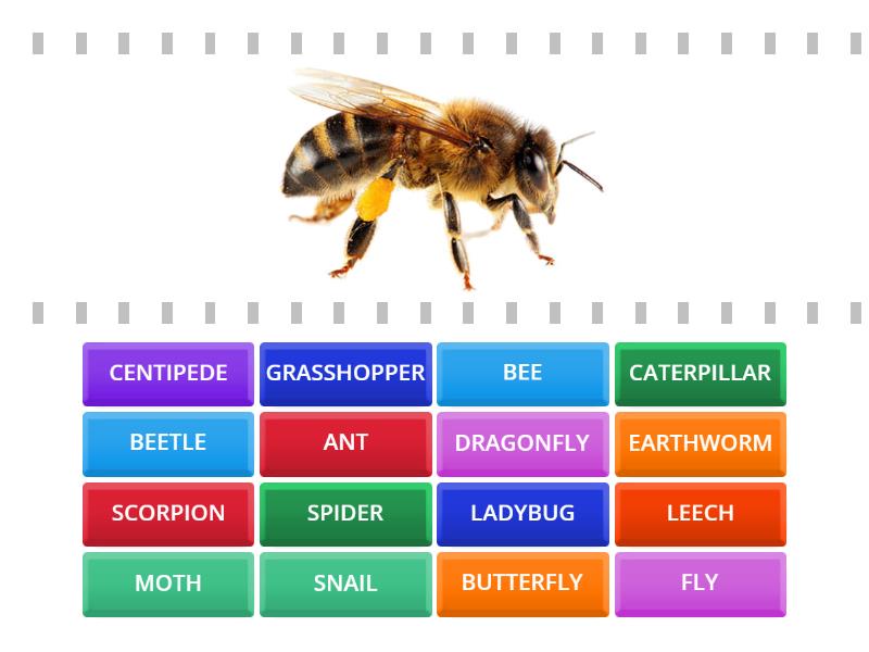 Amazing minibeasts - Find the match