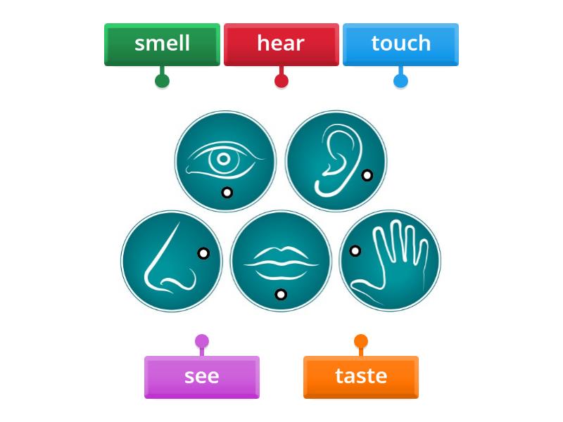 FIVE SENSES - Labelled diagram