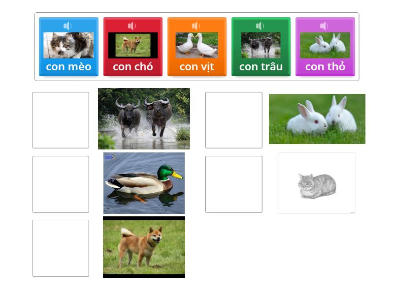 TC2 Thanh - Match up