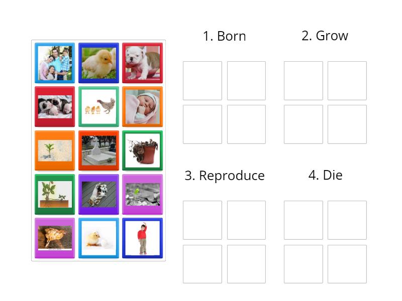 Life cycles: living things - Group sort