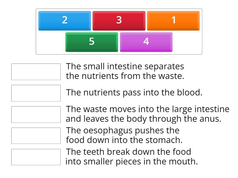 Natural Science 3rd grade unit 2 Digestive system - Match up