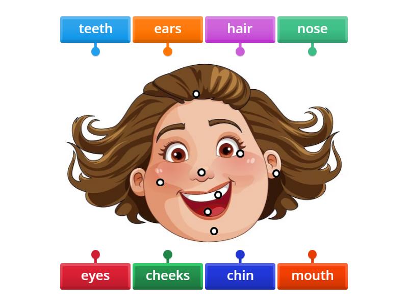 sm2 face - Labelled diagram