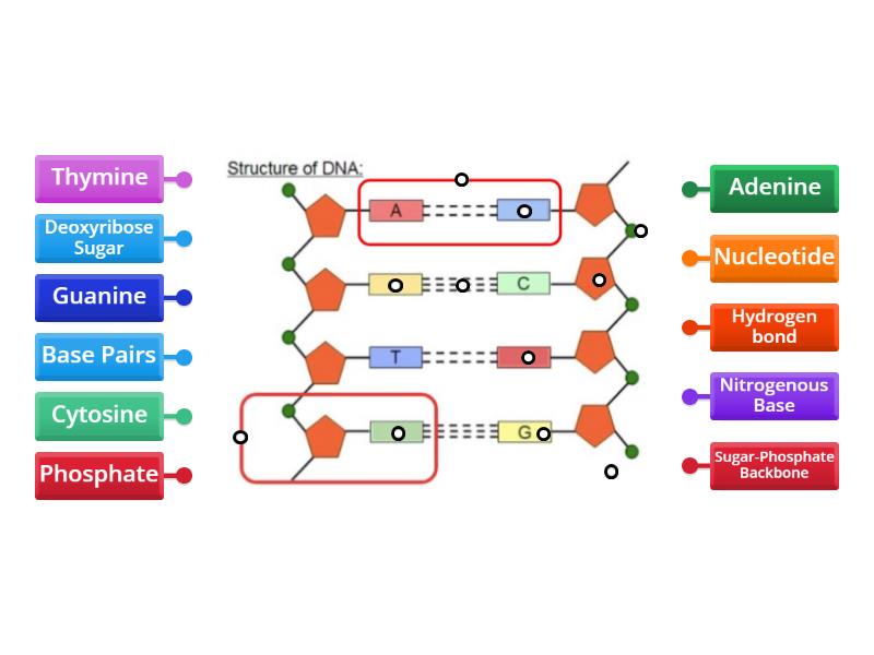 DNA Structure - Labelled diagram