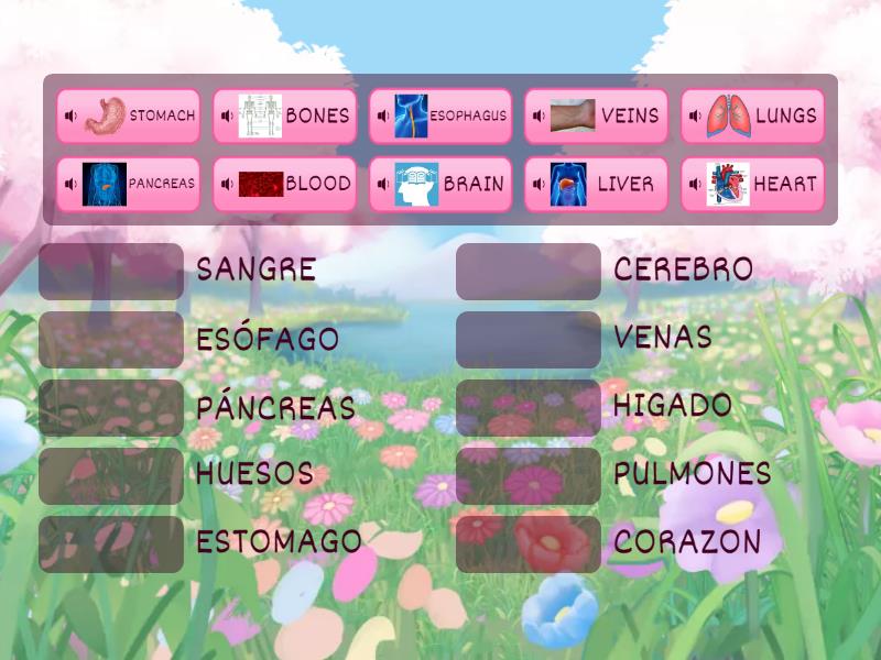 Organs of the human body - Match up