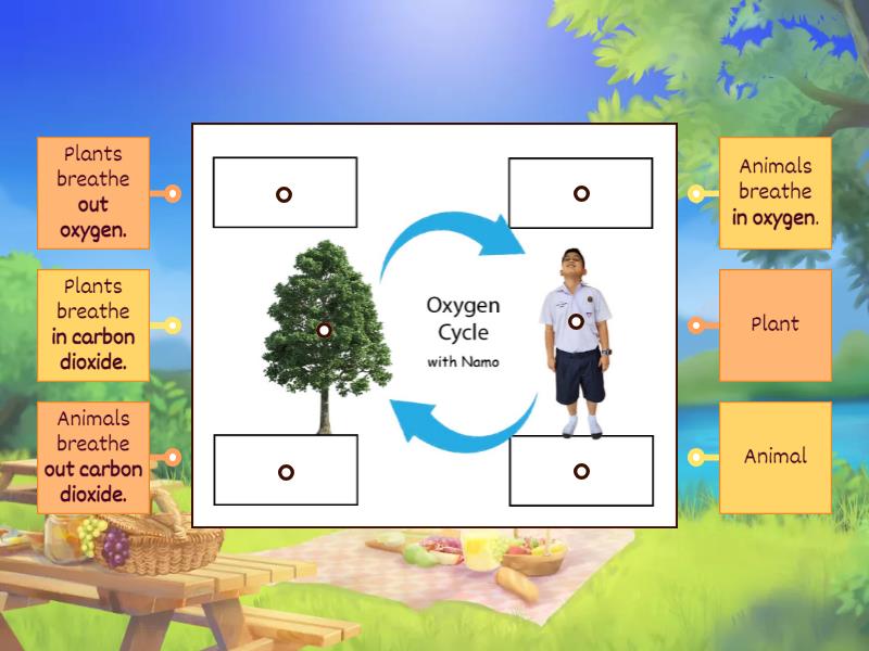 Oxygen Cycle - Labelled diagram