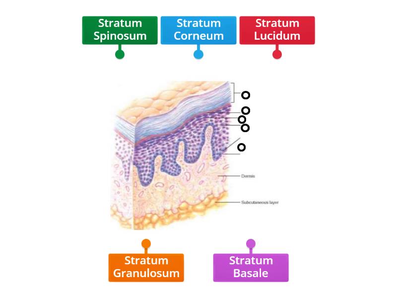 Layers of Epidermis - Labelled diagram