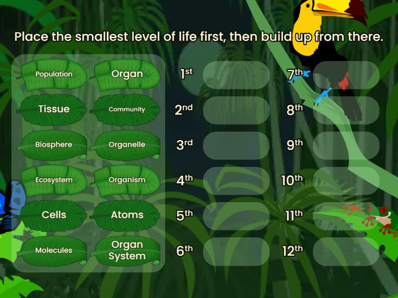 Ch. 1: Hierarchy of Life - Rank order