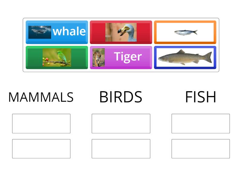 CLASSIFYING ANIMALS - Group sort