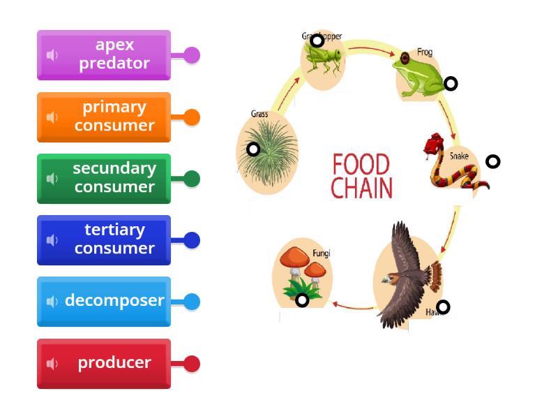 Food Chain - Labelled diagram
