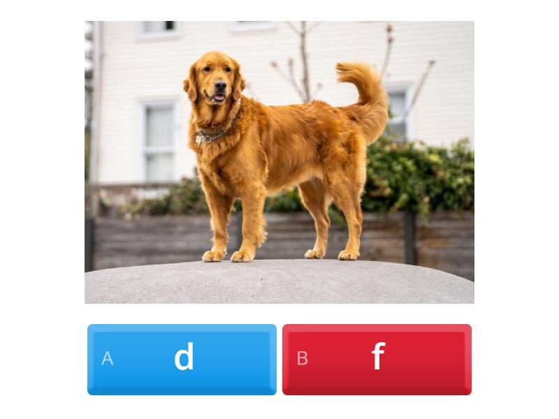 /d/ Sound Picture Game - Quiz