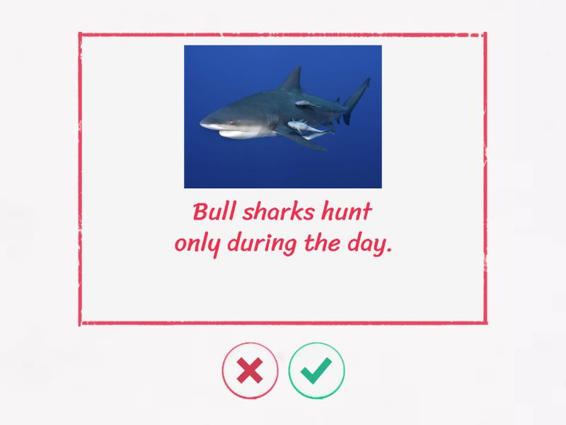 Bull Shark - Flash cards