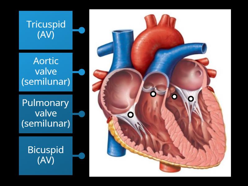 heart valves - Labelled diagram