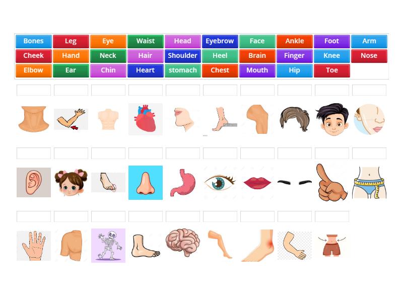 BODY PARTS - Match up