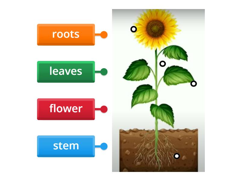 labelling the parts of a flowering plant - Labelled diagram