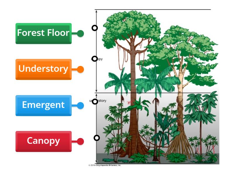 Tropical Rainforest - Layer of the Rainforest - Labelled diagram