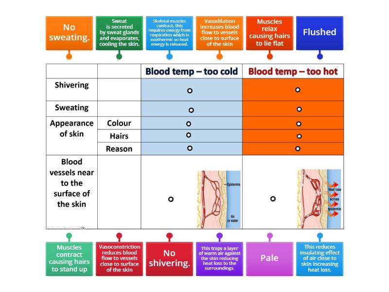 Body temperature homeostasis vasodilation and vasoconstriction ...